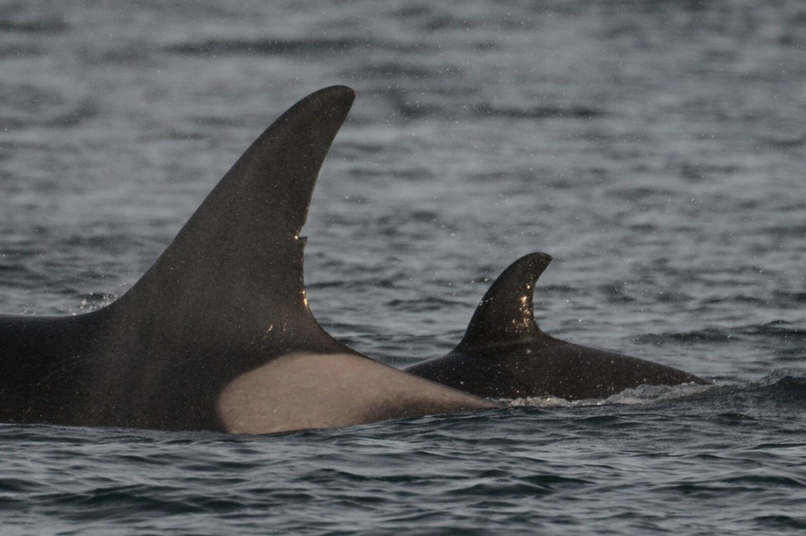 Baby Orca Is Newest Member Of Beautiful Wild Family - The Dodo