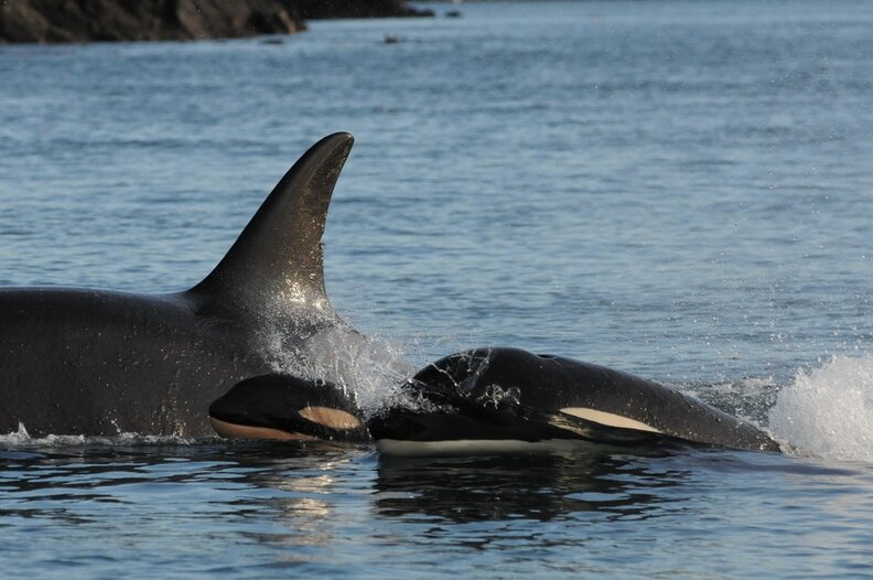 Baby Orca Is Newest Member Of Beautiful Wild Family - The Dodo