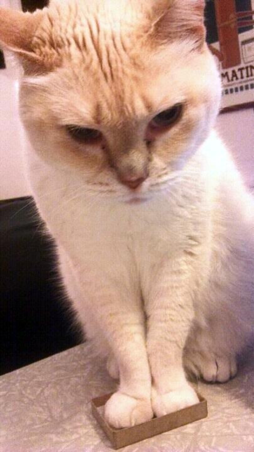 15 Cats Who Refuse To Accept That Their Boxes Are Too Small - The Dodo