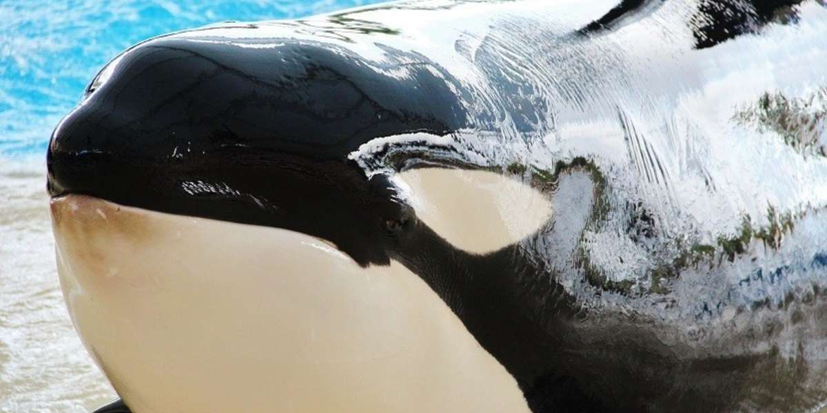 SeaWorld's Science: A claim based on what evidence? - The Dodo