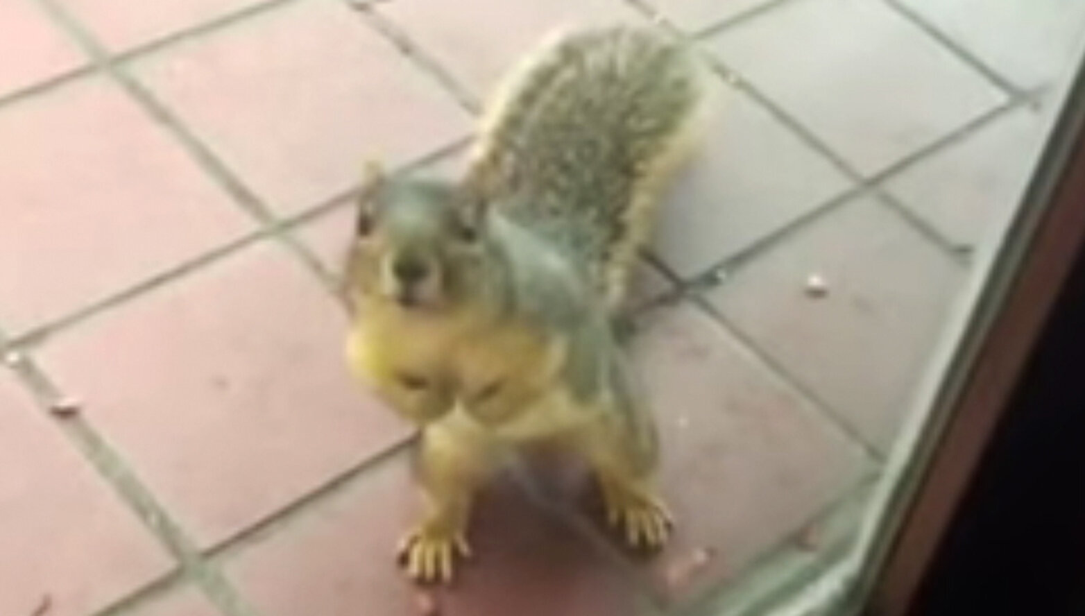 Sassy Squirrel Repeatedly Comes To Door Demanding Peanuts - The Dodo