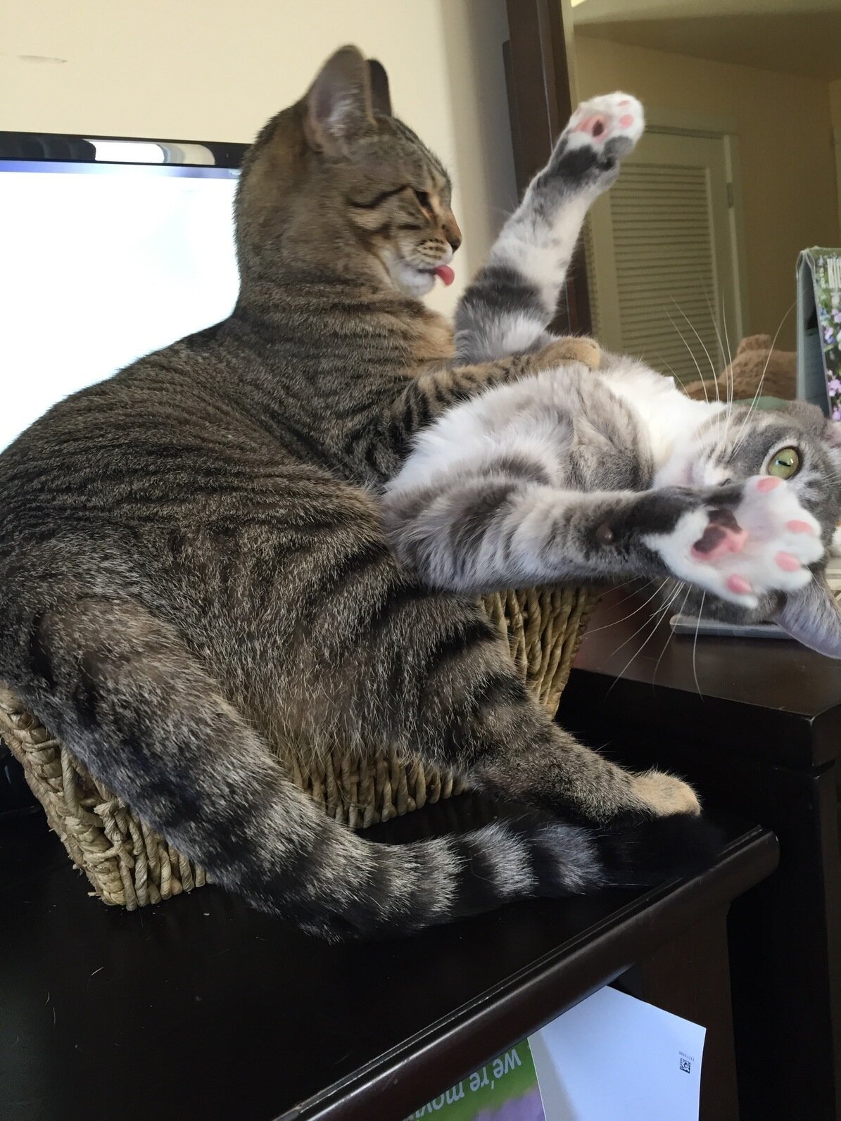 13 Cats Who, Uh, Totally Meant To Do That - The Dodo