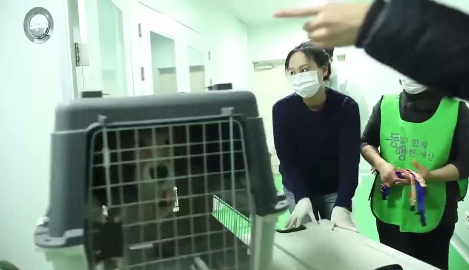 After Years As Lab Test Subjects, Beagles Feel Love For The First Time ...