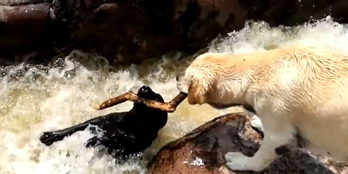 This Might Be The World's Most Dramatic Dog Trick - Videos - The Dodo