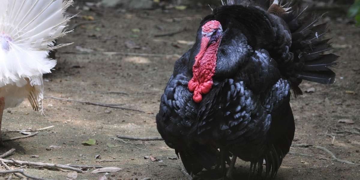 Whistleblowers Reveal Cruelty At Canada’s Largest Turkey Farm - The Dodo