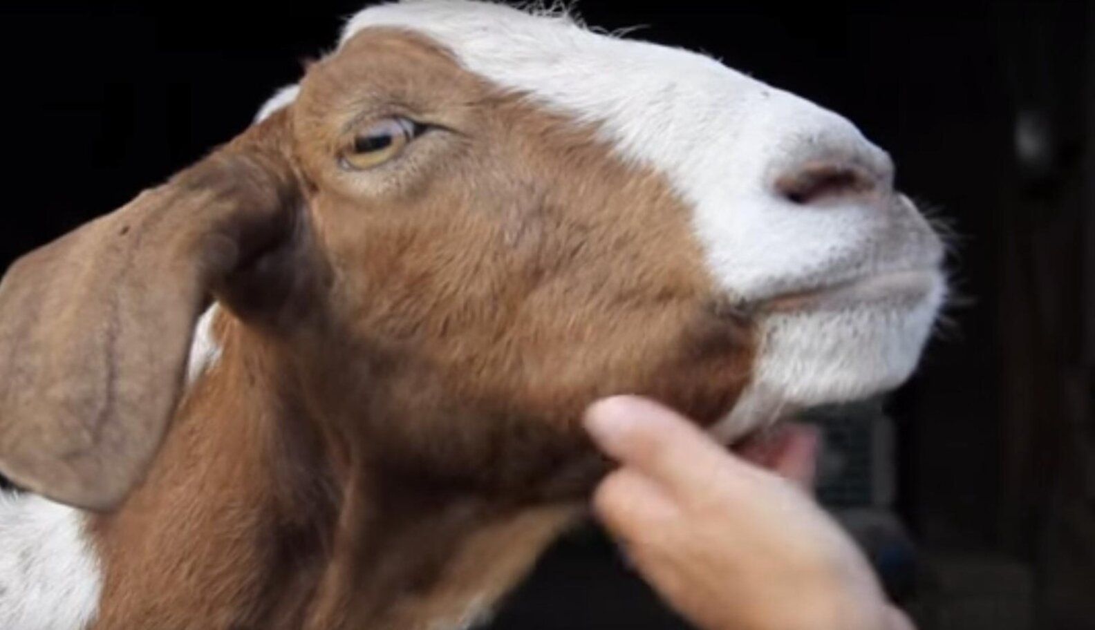 'Humanely Raised' Goat Was Abused For 12 Years. But Now She's Safe ...