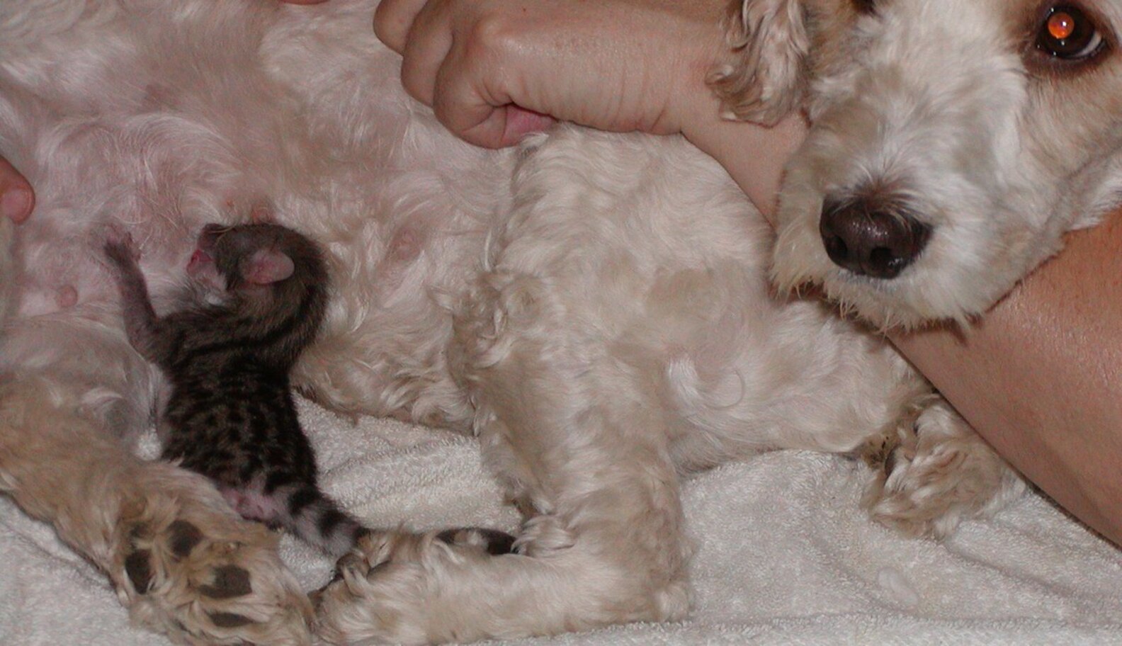 Dog Loves Her Adopted Babies So Much, She Starts Producing Milk For ...