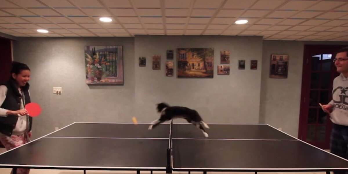 Cat Joins Ping Pong Game, Wins By Default - The Dodo