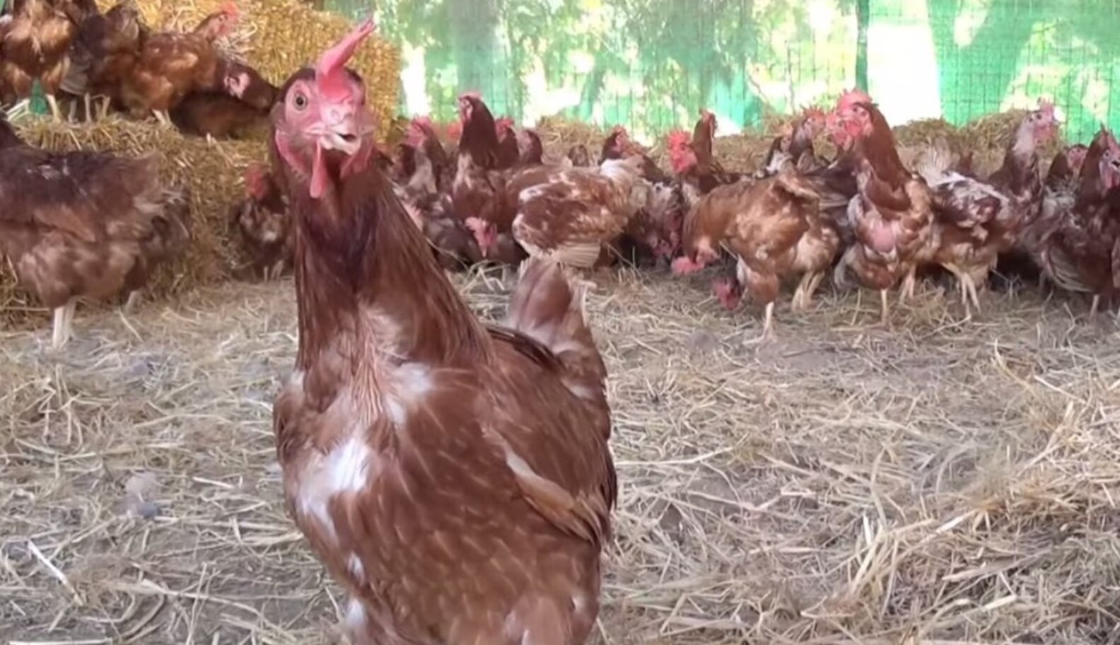 Watch These Rescued Battery Hens Touch The Ground For The First Time ...