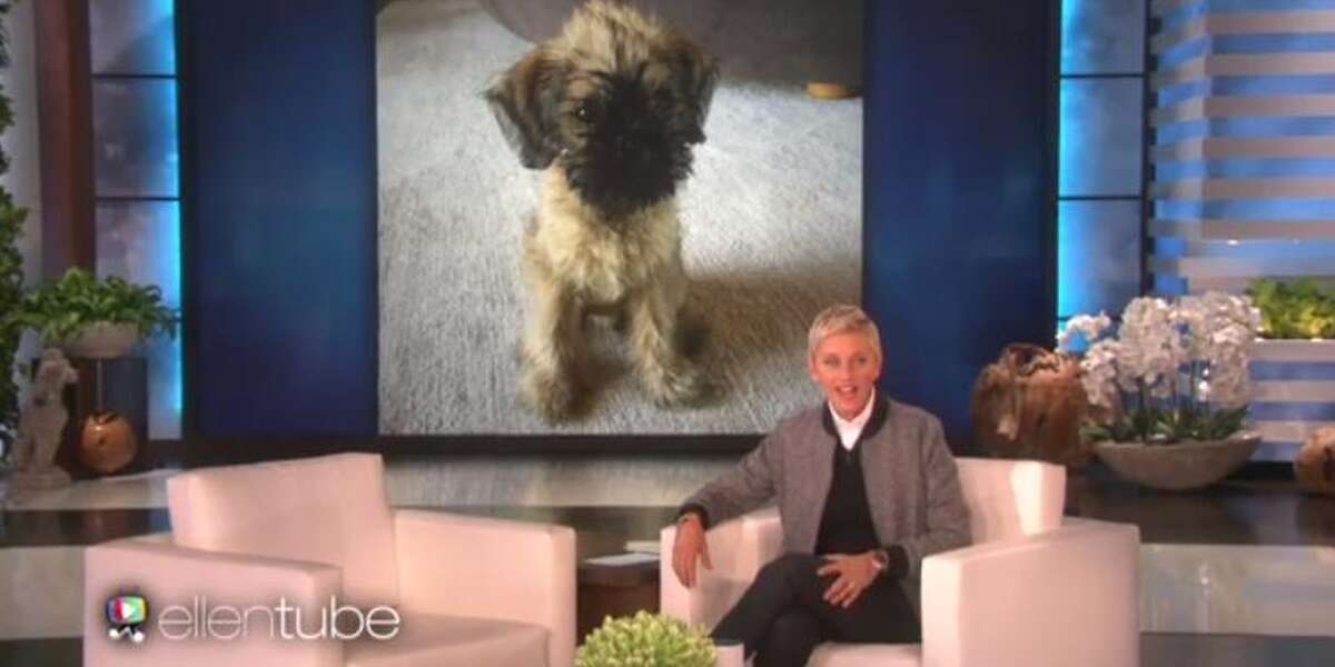 Ellen Makes Big Announcement About New Kid In Her Life - The Dodo