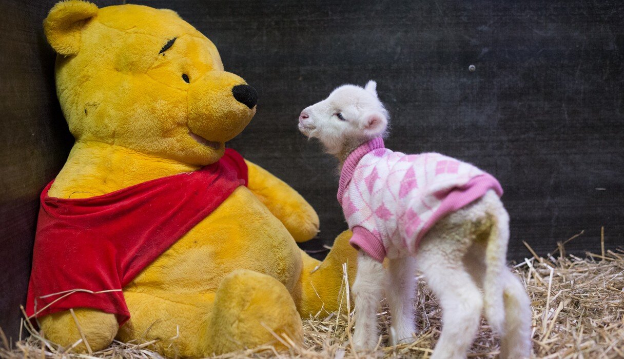 Orphaned Lamb Found Lying On The Road All Alone - The Dodo