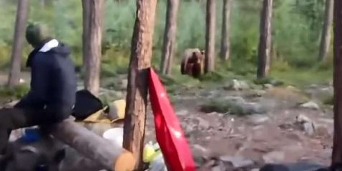 Campers Scare Off A Bear In The Nicest Possible Way - The Dodo