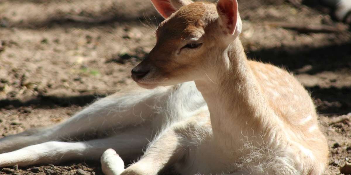Swiss Zoo Under Fire For Serving Up 'Surplus' Animals For Guests To Eat ...
