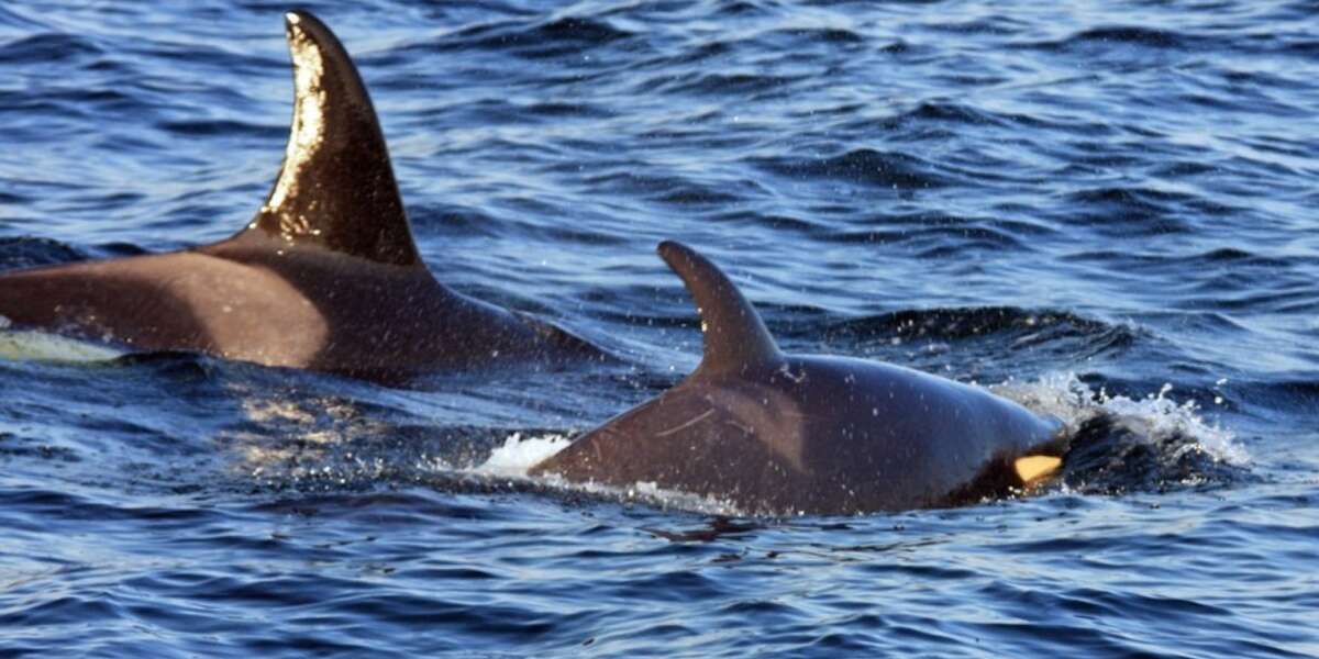 Captive Orcas Finally Have the Attention of Congress -- but is the USDA ...