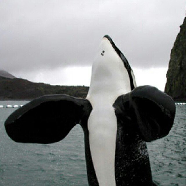 [Untitled] - The Dodo