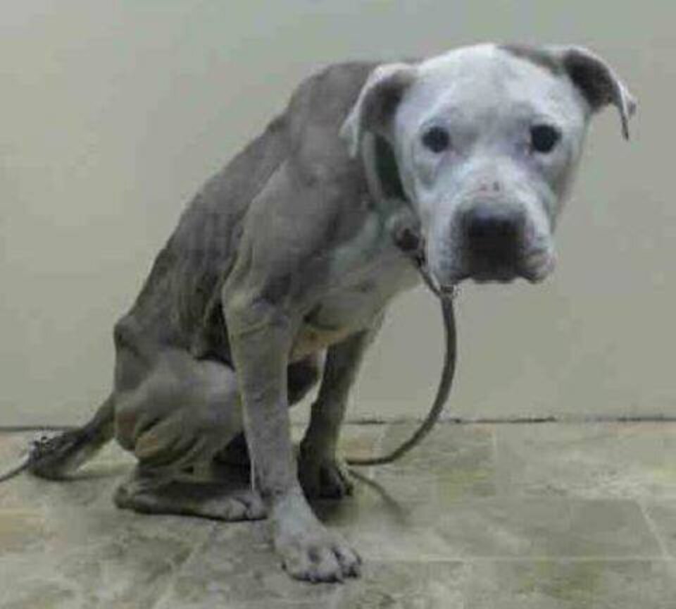 'Skin And Bones' Dog Now Looking Happy And Healthy - The Dodo