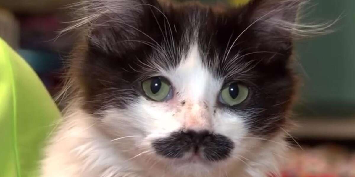 Why Would ANYONE Abandon This Cat — And That Perfect Mustache? - The Dodo