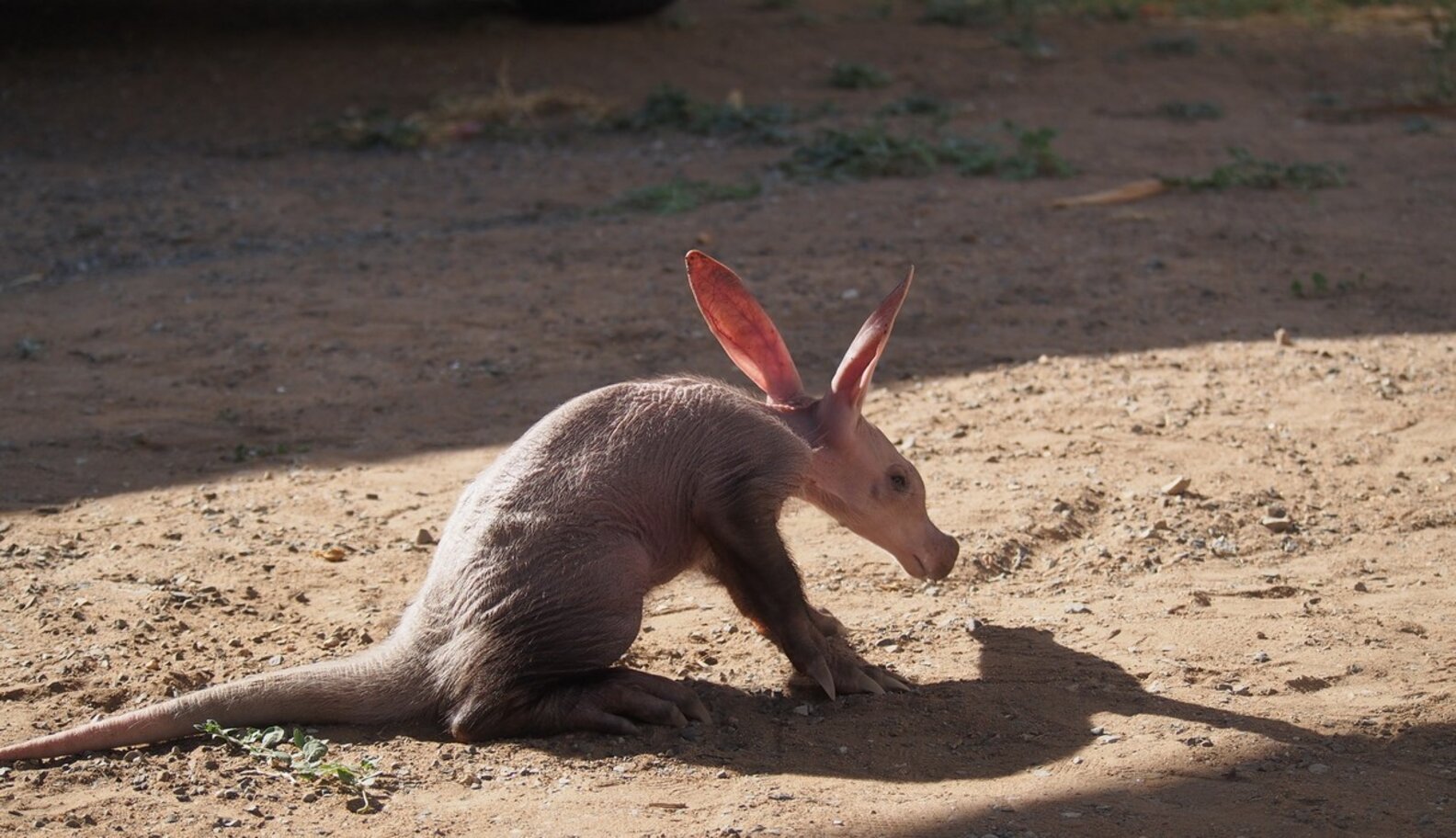 Rescued Baby Aardvark Loves Sleeping In Dog Beds - The Dodo