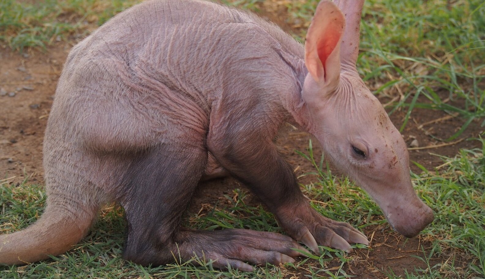 Rescued Baby Aardvark Loves Sleeping In Dog Beds - The Dodo
