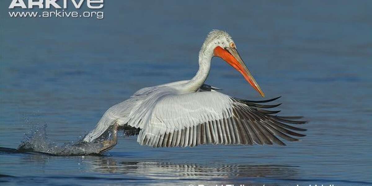 Drama in Dalmatian Pelican conservation - The Dodo