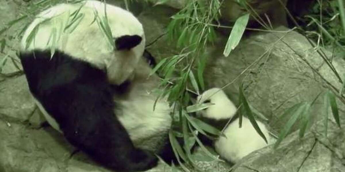 Baby Panda Takes His First Steps, Gets The Biggest Hug From Mom - The Dodo