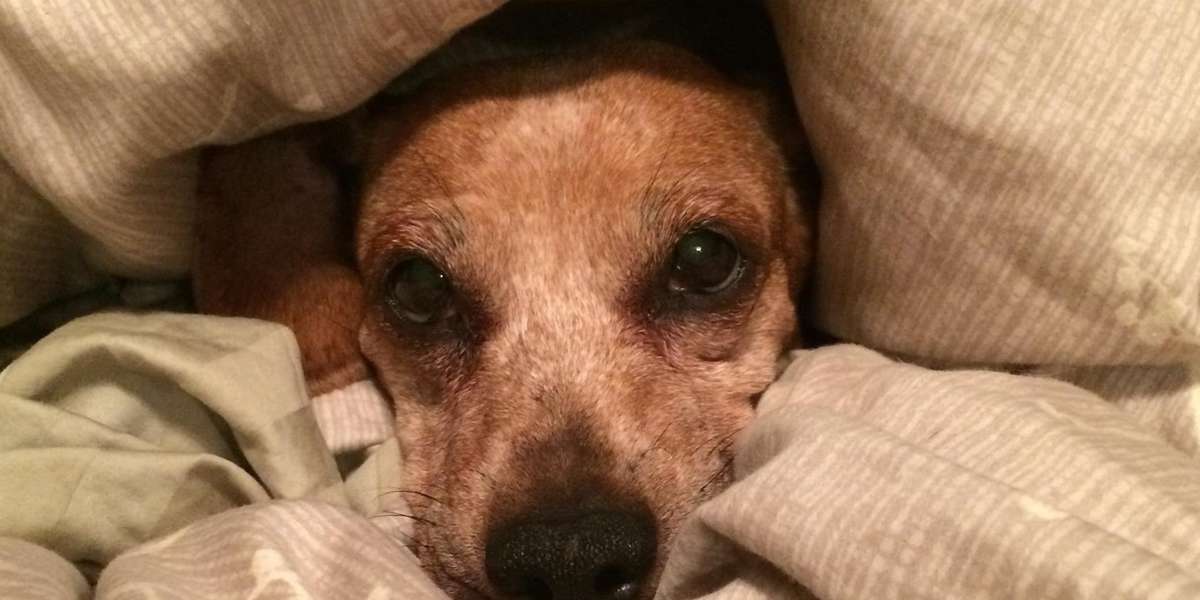 6 Ways To Help When Your Dog's Afraid Of Thunderstorms - The Dodo