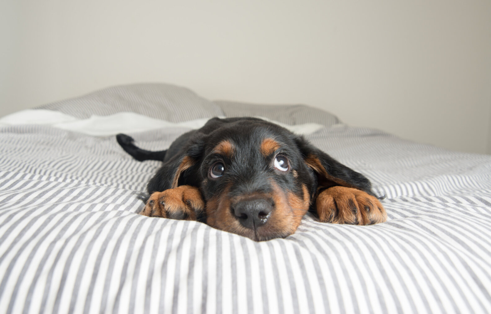 6 Ways To Help When Your Dog's Afraid Of Thunderstorms - The Dodo