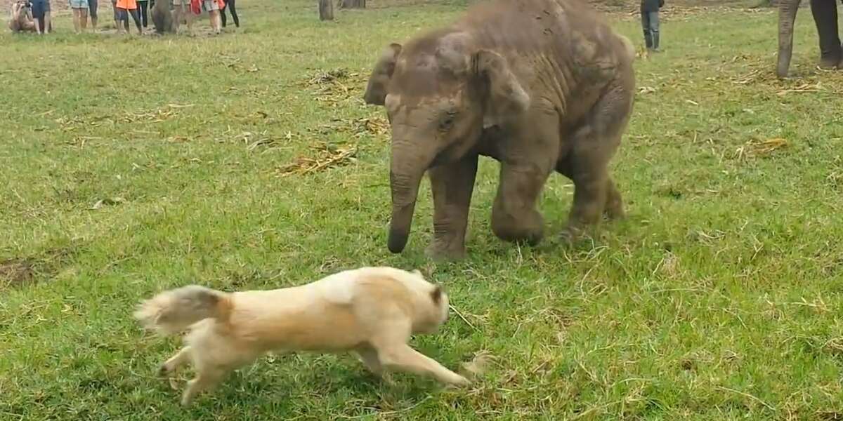 Baby Elephant Chases Dog - Videos - The Dodo