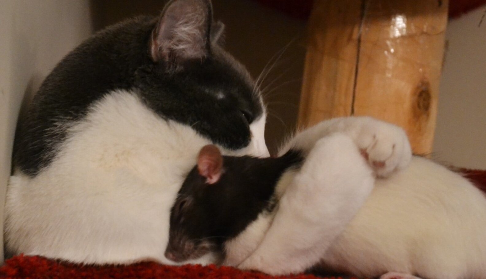 21 Cats And Rats Who Know It's Better To Be Friends Than Enemies - The Dodo