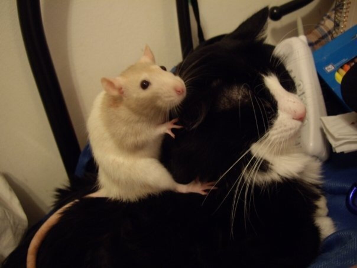 21 Cats And Rats Who Know It's Better To Be Friends Than Enemies - The Dodo