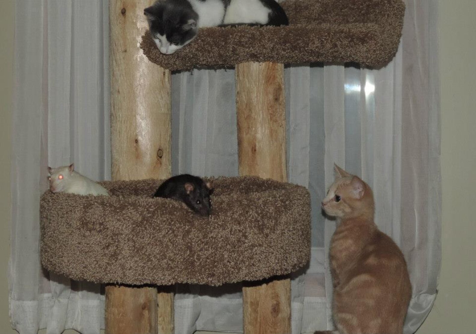 21 Cats And Rats Who Know It's Better To Be Friends Than Enemies - The Dodo