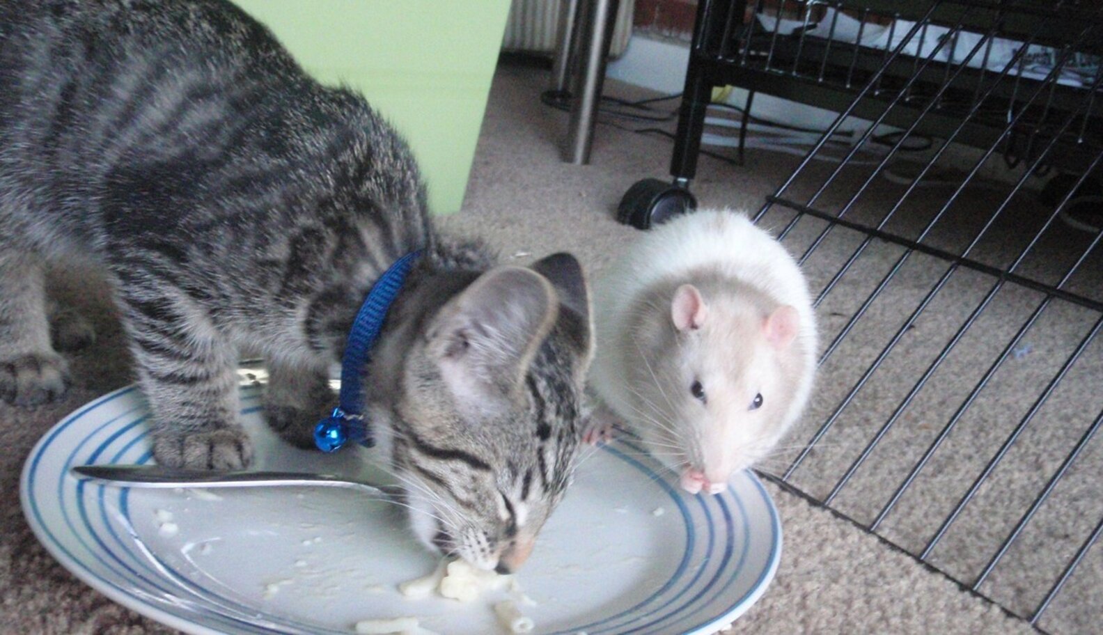 21 Cats And Rats Who Know It's Better To Be Friends Than Enemies - The Dodo
