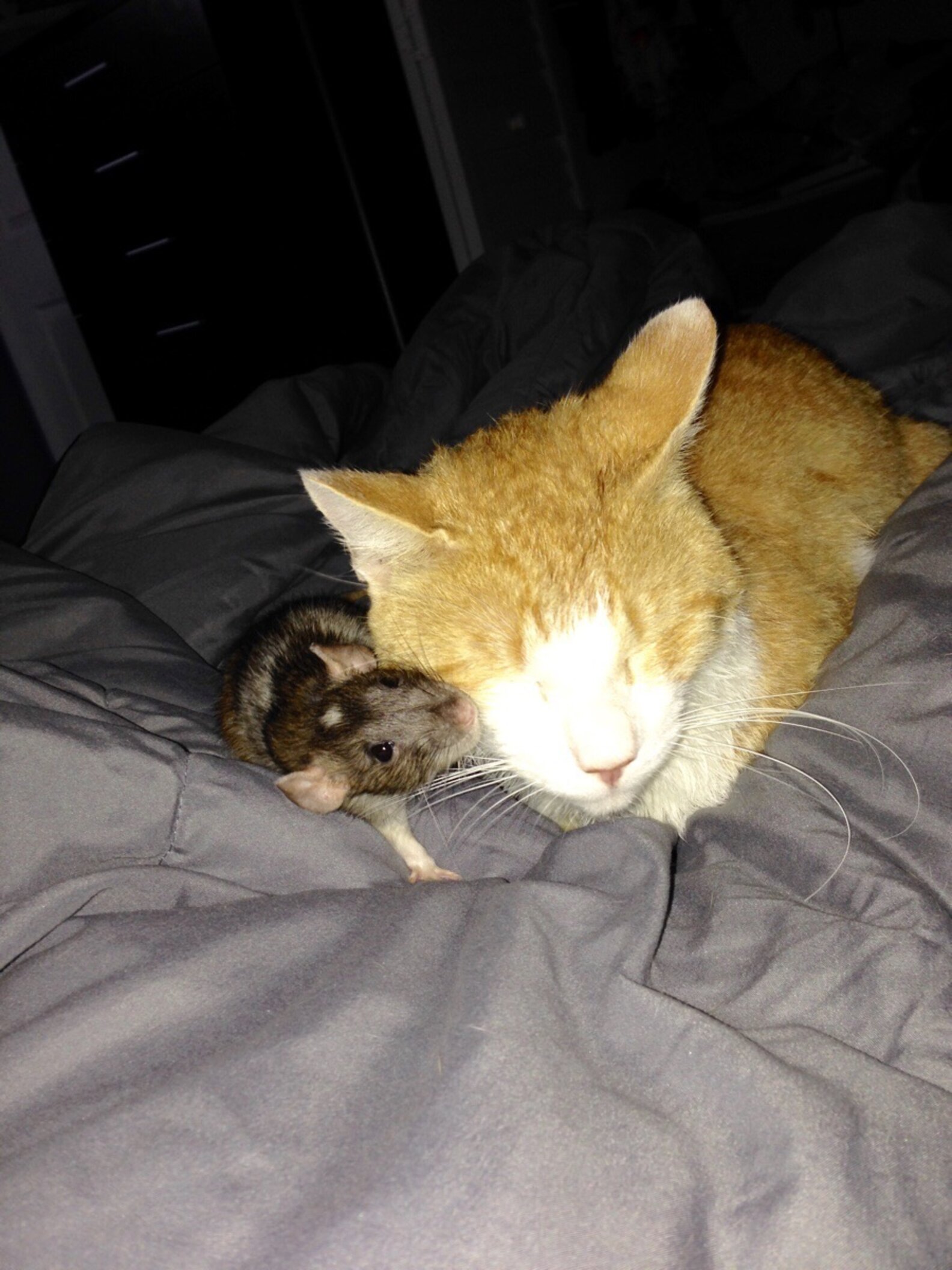 21 Cats And Rats Who Know It's Better To Be Friends Than Enemies - The Dodo