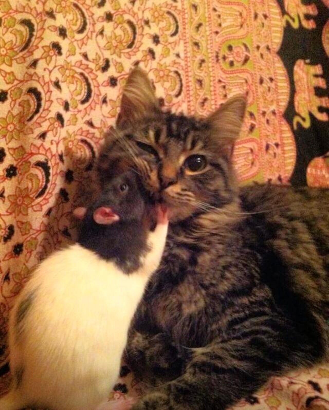 21 Cats And Rats Who Know It's Better To Be Friends Than Enemies - The Dodo