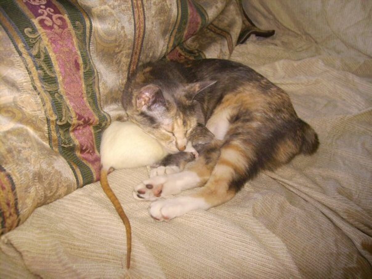 21 Cats And Rats Who Know It's Better To Be Friends Than Enemies - The Dodo