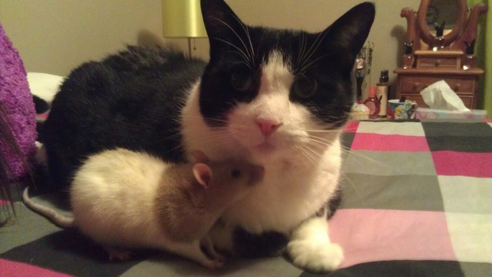 21 Cats And Rats Who Know It's Better To Be Friends Than Enemies - The Dodo