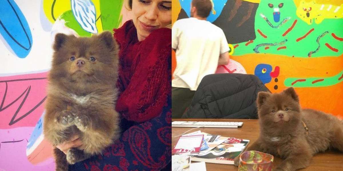 This Rescue Dog Works In An Art Gallery - The Dodo