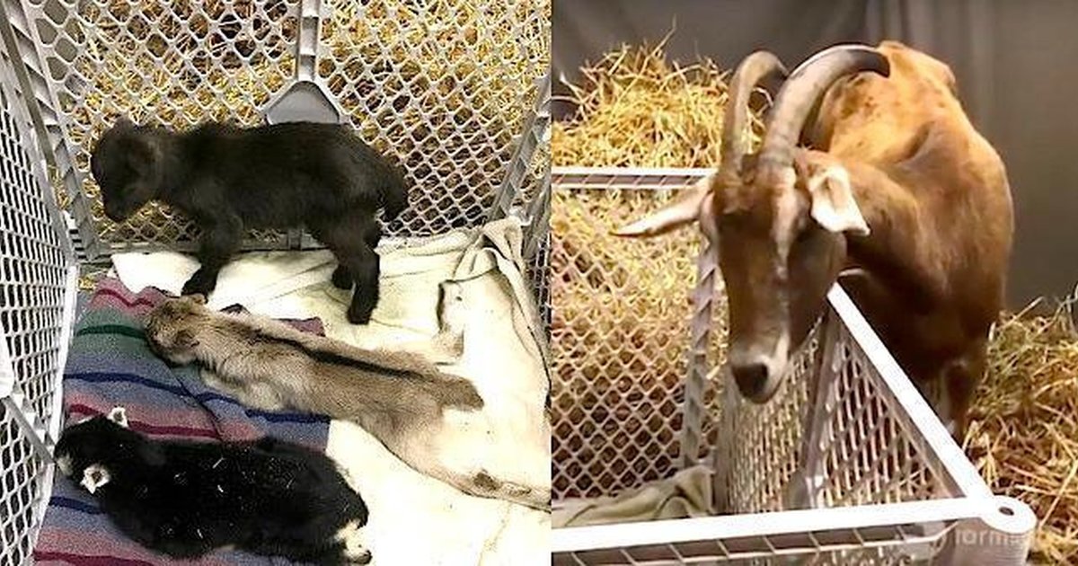 Rescuers Bring Ill Goat Family From NJ Farm To NY Sanctuary - The Dodo
