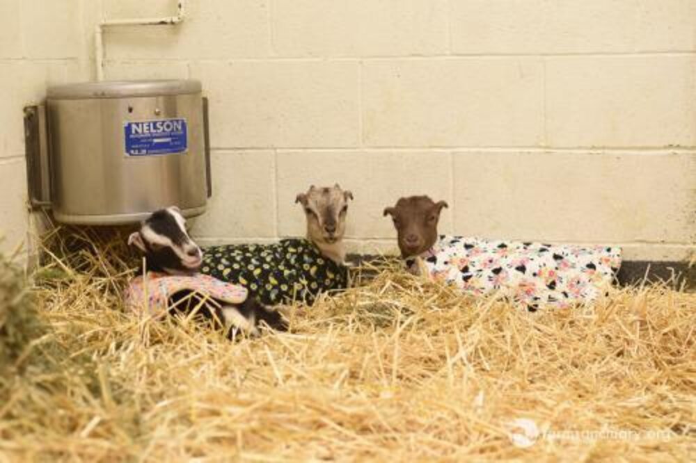 Rescuers Bring Ill Goat Family From NJ Farm To NY Sanctuary - The Dodo