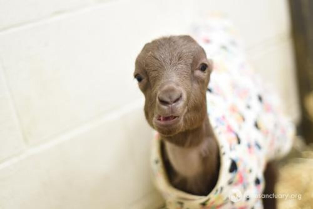 Rescuers Bring Ill Goat Family From NJ Farm To NY Sanctuary - The Dodo