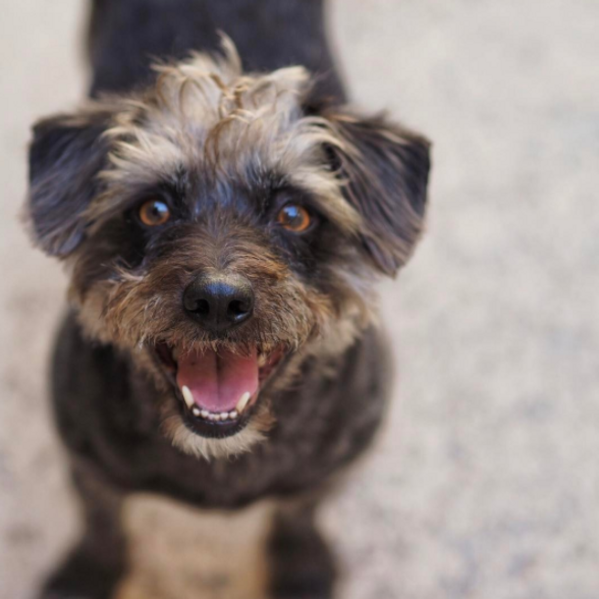 Rescue Dog With Rough Past Can Always Tell When His Family Is Upset ...