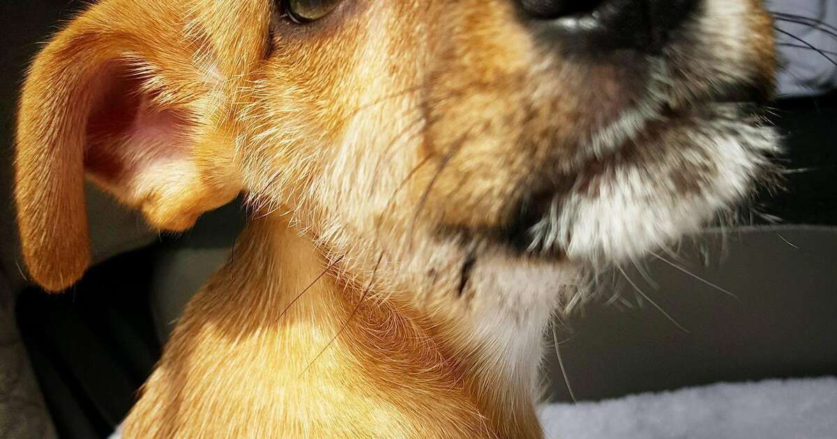 Puppy Dumped In Echo Lake Park In Fort Worth Gets Saved - The Dodo