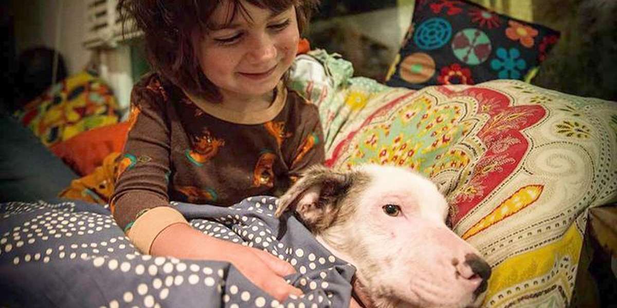 Boy Loves Rescuing Dogs And Cats From Mexico - The Dodo