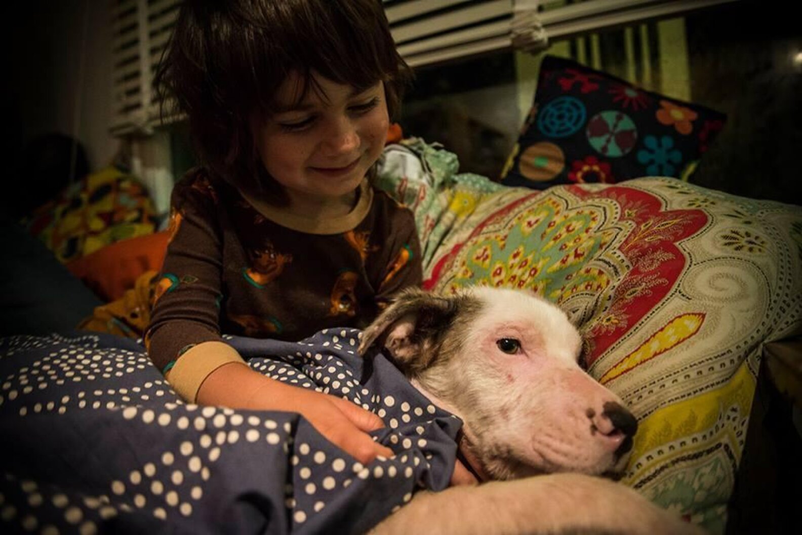 Boy Loves Rescuing Dogs And Cats From Mexico - The Dodo