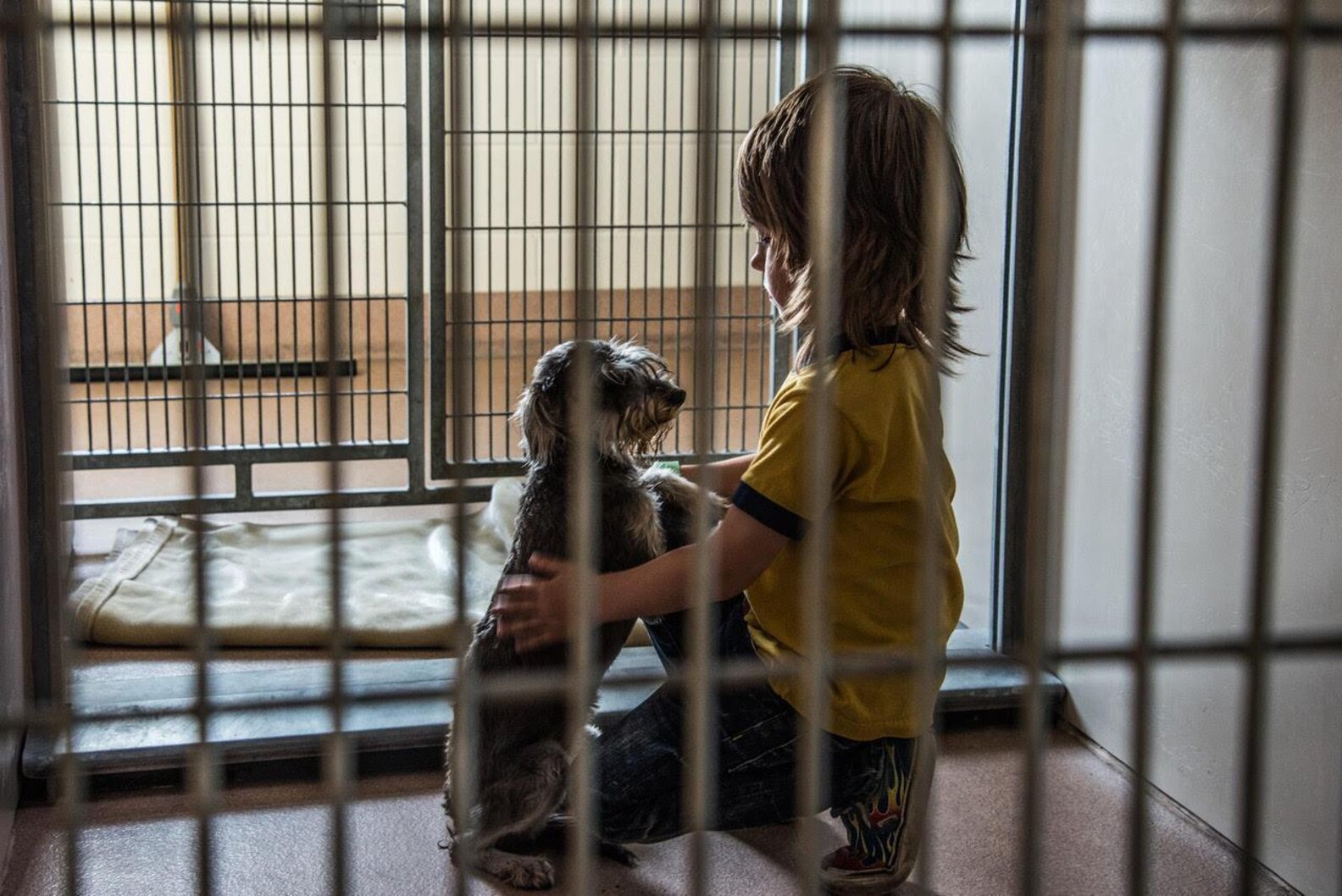 Boy Loves Rescuing Dogs And Cats From Mexico - The Dodo