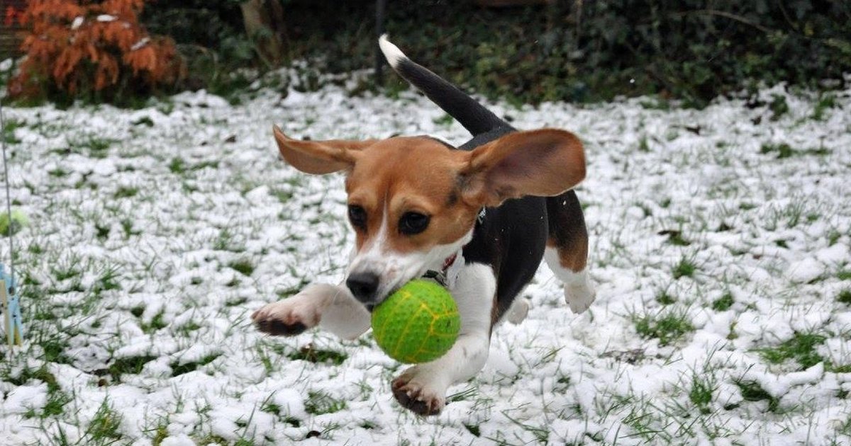 Beagle Rescued From Animal Testing Facility - The Dodo