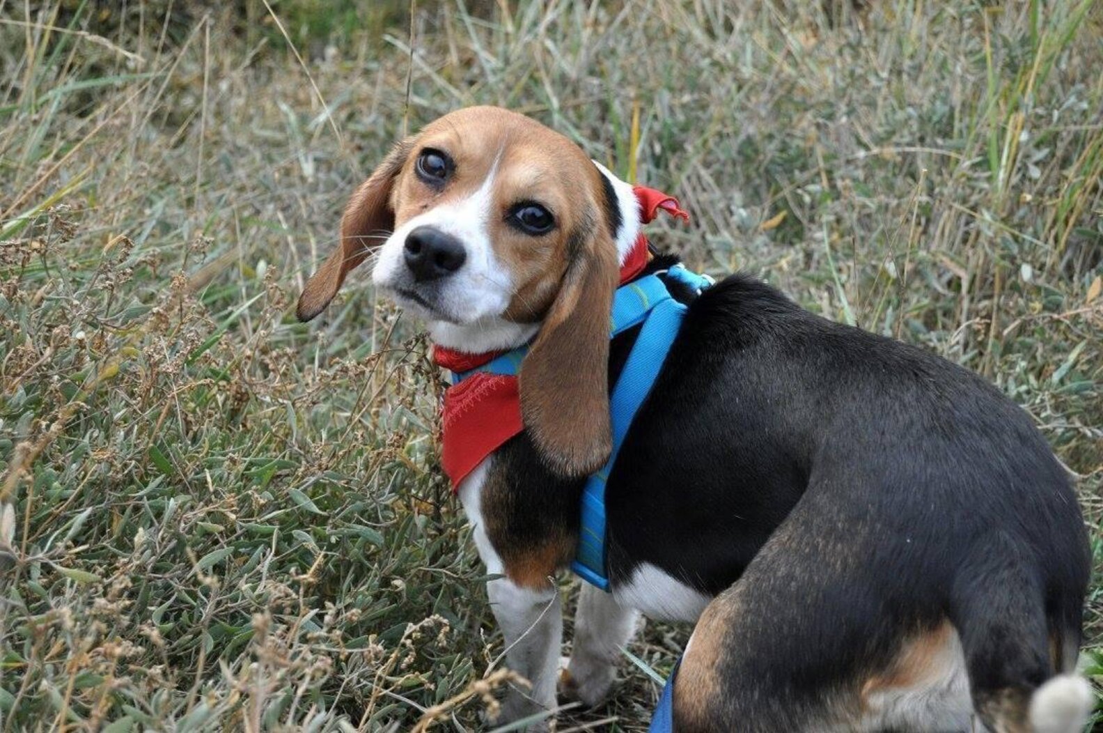 Beagle Rescued From Animal Testing Facility - The Dodo