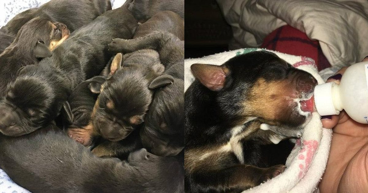9 Abandoned Puppies Rescued From Box On The Street - The Dodo