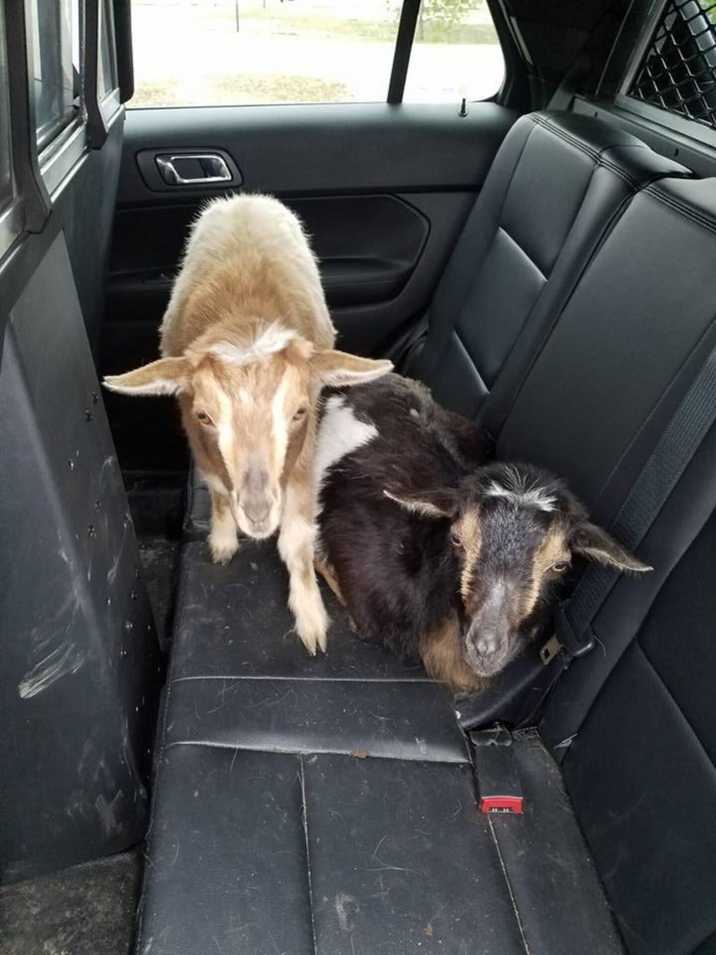 Police Pick Up Goats From Woman's Garage In Maine - The Dodo