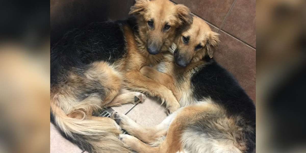 Bonded Dogs Surrendered To Shelter Need Forever Home - The Dodo